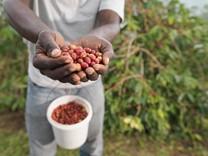 SAP Gives Coffee Farmers In Colombia A Boost Of Global Energy